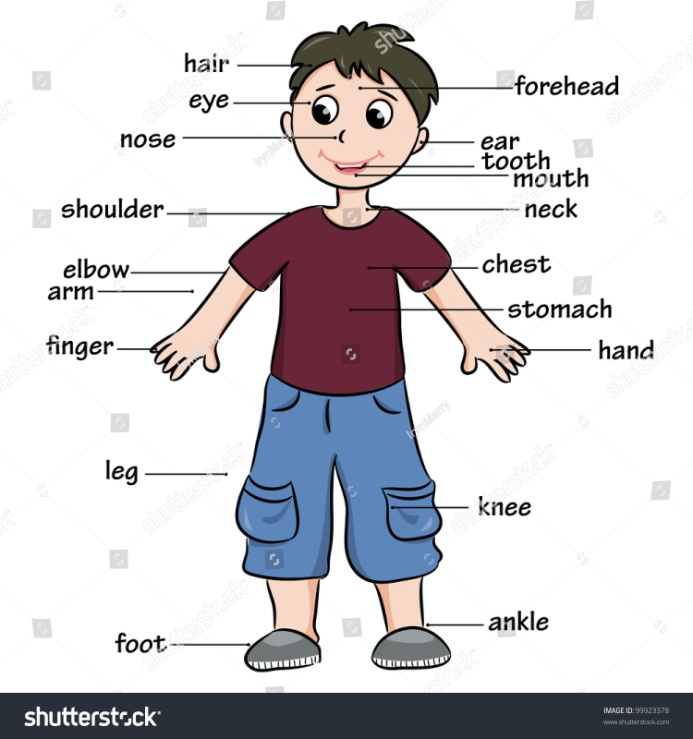 Lesson plan 5 grade Parts of the bod