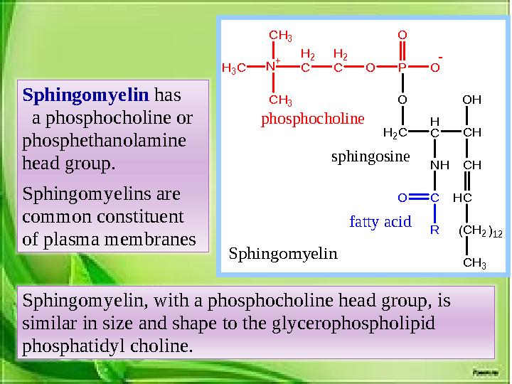 Lipids Introduction and classification