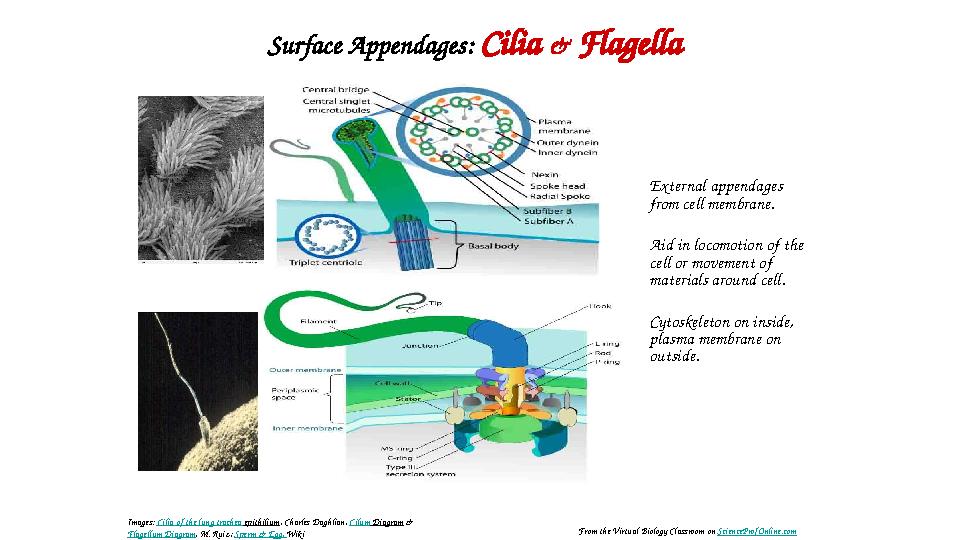 Comparison of prokaryotic and eukaryotic cells and identification of ...