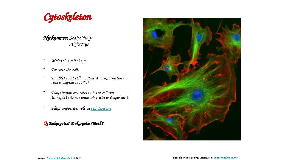 Comparison of prokaryotic and eukaryotic cells and identification of ...