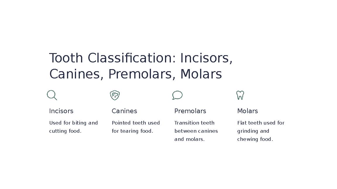 Human teeth. Tooth anatomy.Teeth classification презентация